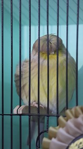 30K views · 721 reactions | Best In Show - Gloster Canary At IGBA 2024 World’s Premier All Gloster Exhibition - congratulations Burton & Reay | OC Aviary | Facebook