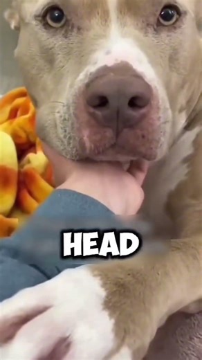 Dog facts you didn’t know🤨 #animals #dogs