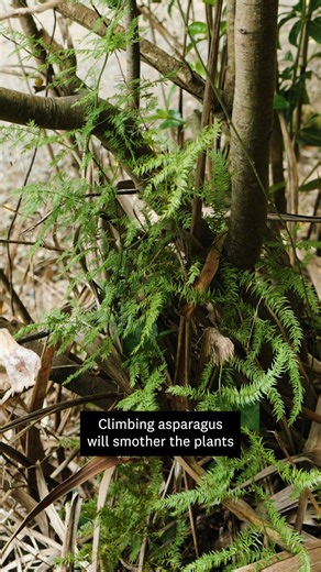 Pest plants might look harmless, but they’re quietly taking over our backyards and bush. 🌿🚫 In your own garden, you can learn to identify and remove climbing asparagus and moth plant. Want to go even further and make an impact in your community? Join a local volunteer day and help clear pest plants from parks and reserves. It’s a great way to protect our native bush, meet like-minded people and make a real difference in your neighbourhood💚 ℹ️ Find out more here: https://tinyurl.com/4vy3rhpe #