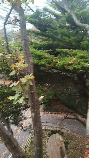 The team carried out a dead wood removal on this nice old Oak this week. The video shows a climbers perspective 🪵🪓🌳🍃 | N.E.T Tree Care