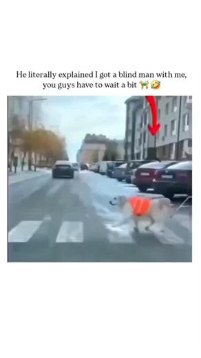 KNOWLEDGE on Instagram: "The video captures a guide dog in an orange vest barking at impatient drivers to halt traffic, ensuring its visually impaired handler safely crosses a snowy urban street, showcasing instinctive protection over 25 seconds of dashcam and external footage. - Posted October 13, 2025, by @awkwardgoogle—a curator of quirky internet clips—the repost of this 2023 viral sensation (originally from TikTok user @myeyes_marli) exploded to 1.3 million views and 27,000 likes, amplifyin