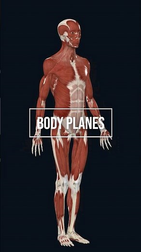 Body planes in human anatomy 3d illustration #anatomy #anatomyandphysiology