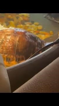 Turtle Trying to Escape: Hilarious Backflip Fail Caught on Camera || WooGlobe