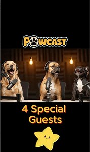 759K views · 20K reactions | Special episodes with 4 guests!   來 #doghumor #dogs #funnydogs #doglover #huskey #dauchshund #labrador #boxerdog | Pawcast11 | Facebook