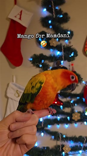 Mango understood the assignment 💃🏼 #mamdani #mango #dance #parrot #justforfun