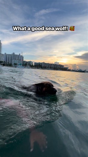 18K views · 390 reactions | Sea wolf swimmer! #Boat #dog #dogsoffacebook #fblifestyle | apollo_germanshepherd | Facebook