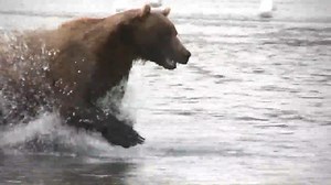 10K views · 65 reactions | Witness the raw power of nature as a massive brown bear hunts along the riverbanks, striking with perfect timing to catch a leaping salmon. Narrated by Tom Griffin, this scene captures the wild beauty and precision of the hunt. #Wildlife #BrownBear #NatureDocumentary | Ellen Roman | Facebook
