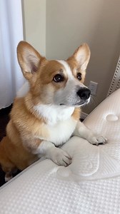 It’s a 3 person job 🤷‍♂️ #bedsheets #routine #relatable #corgi #cutedog #dogsofinstagram #doglover #doglife | Hammy & Olivia