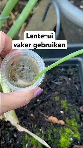 🌱 How I Regrew a Spring Onion After Harvest