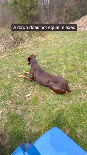 17K views · 279 reactions | Being able to read a dog’s body language...