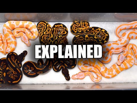 How to figure Ball Python combo odds... JKR ProTips