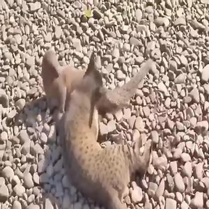 7.2K views · 36 reactions | Giant King Cobra Vs Mongoose… | Animal Home | Facebook