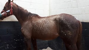 Celebrating BTRC’s Vulnerable Horse Programme. BTRC is the pioneering Thoroughbred welfare centre in the UK and for almost 30 years has been a safe haven for any Thoroughbred that has fallen on hard times as the Charity will never turn away a horse that needs our help. We are a dedicated and expert team that care daily for our wonderful 4-legged family of boys and girls, supported by West Ridge Equine veterinary practice as well as offering a 24/7 emergency hotline for any TB owner. Our charitab