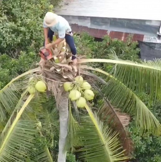 35K views · 386 reactions | The best talent cutting coconut tree | Making Video | Facebook