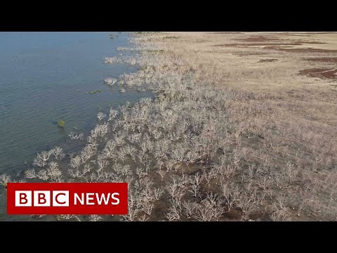 How 40 million Australian trees died of thirst - BBC News