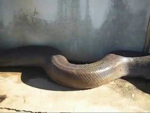 Longest 60 Foot Long Dead Snake Found in Florida...