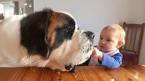 Dogs turn babysitter and melt hearts with their care