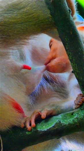 2.4K views · 90 reactions | Million sad moment of adorable baby monkey licking milk, why Luna not allow baby for nursing milk like that. | The Angkor Wat Monkeys | Facebook