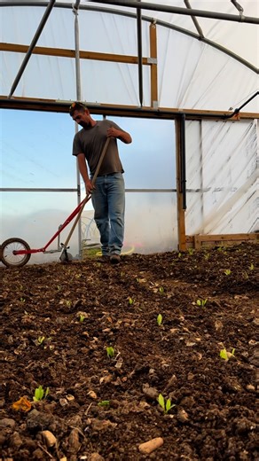 This applies to small scale farms, allotments and even large scale farms using mechanical weed control. Make sure it’s not going to rain, or you don’t need to water, for at least 24-48 hours after hoeing. Particularly on heavy clays soils like these, even tiny plants will cling onto a rootball for a day or two…you really need to give it the best chance of drying out as possible! | Sunshine and Green