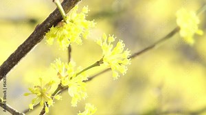 Yellow petals of lindera obtusiloba hanging on tree branch swing in light wind. Flower attracts insects to explore tree full of bright buds