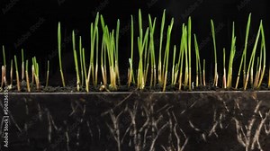 Green sprouts roots growing closeup. fresh organic green sprouts plant