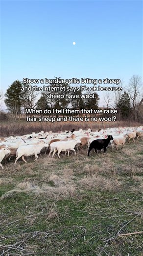 Understanding Sheep Farming: Hair Sheep vs. Wool Sheep