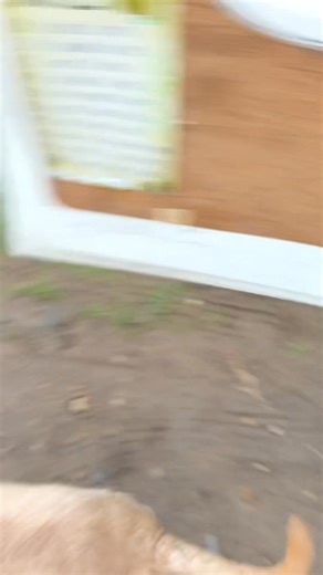 7.1K views · 71 reactions | Why Teaching Dogs to Wait Before Exiting...