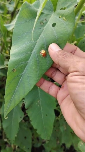 Golden Beetle Pupae Found in Rice Fields | Nature’s Hidden Treasure. #nature #goldenladybug #shorts
