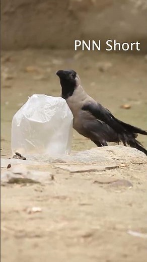 Crow Intelligence | Crow Intelligence Test | Crow