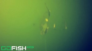 Do you love to post your catch on Social Media? We do too. With #GoFishCam you can show people how well your fishing game is UNDERWATER! Click below for more info. | GoFish Cam