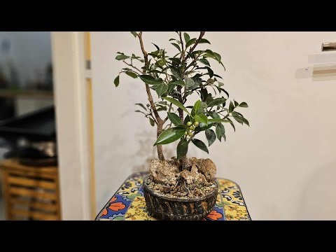 Rooted in rock: transforming my Ficus with pruning