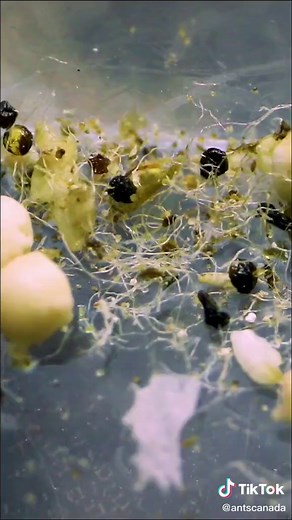 AntsCanada on TikTok