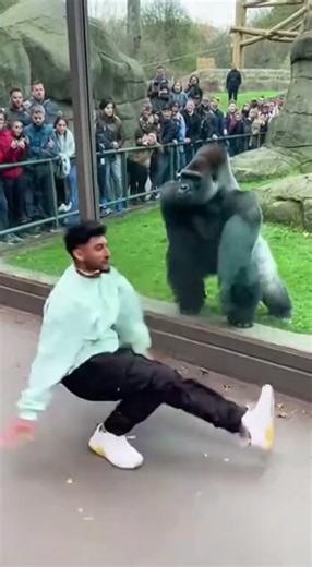 From Curiosity to Mimicry: A Gorilla's Full Breakdancing Experience