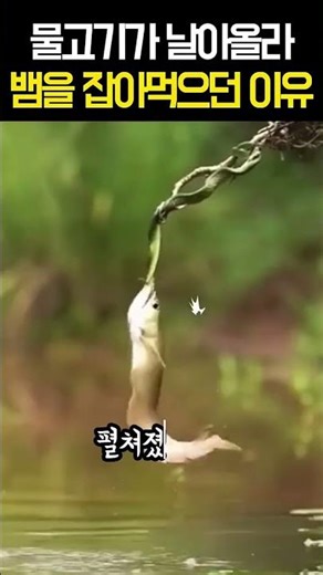 « Pourquoi un poisson a sauté pour manger un serpent » 🐟🐍