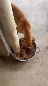 12K views · 1.3K reactions | Nos piden 1 millón de seguidores para poder patrocinar el refugio, creen que lo lograremos? | Felipe y su Refugio | Facebook