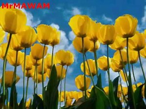 Using Only Windows XP Wallpapers & Music.wmv