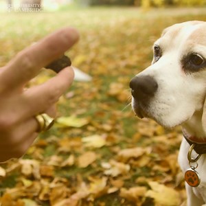 18K views · 372 reactions | Truffles are one of the world’s most expensive ingredients, and also one of the most mysterious. Now, with the help of a 170-year-old ‘living laboratory’, and a dog called Lucy, researchers hope to unearth new understanding of the secret life of these underground delicacies. | University of Cambridge | Facebook