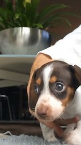 65K views · 6.1K reactions | Enjoy part1 of the story of Meatball | Here comes Meatball | Facebook