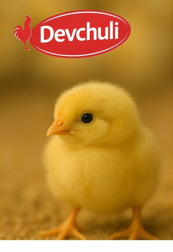 Devchuli Poultry breeding firm on TikTok