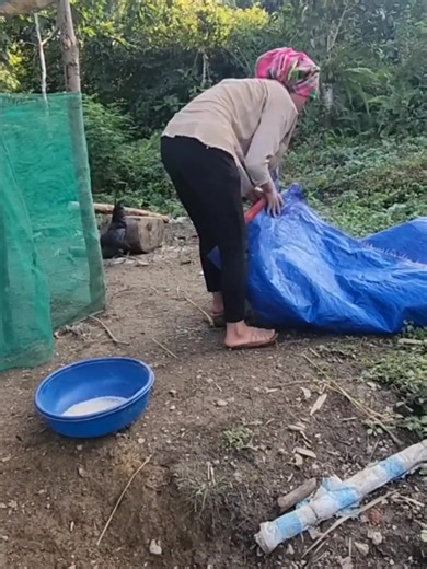 Early harvest season, the first time me got to eat new sticky rice | Imeliam