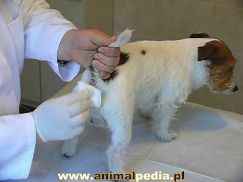 Gruczoły okołoodbytowe