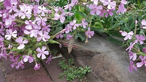Giant Hawk Moth of New Mexico