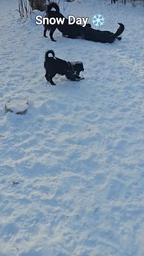 Skuggi and Vala in the snow. They were so tiny! #snowday #dogsoftiktok #doglife #foryoupagereels | Skuggi The Mutt | Facebook