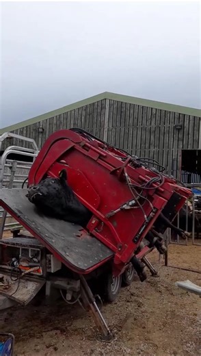 Ross came to trim the feet of our cows.Machinery may look scary but it keeps the cows safe.Jet our bull was very chilled out with it all. Looking after feet means healthy happy animals #cowsoftiktok #bull #farm #foottrimmer #animalwelfare #farmlife