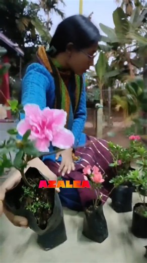 Himashri Gogoi on Instagram: "বহু কলিৰে ভৰি থকা এই azalea Plant সমূহ ল'ব বিচাৰিলে আমাৰ লগত যোগাযোগ কৰিব.... What's app: 8134869687 #azalea #colourcombination❤️ #gardening"