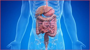 ದೇಹದಲ್ಲಿ ಆಹಾರ ಸರಿಯಾಗಿ ಜೀರ್ಣವಾಗುತ್ತಿದೆಯೇ ಅಥವಾ ಇಲ್ಲವೇ ಎಂಬುದನ್ನು ತಿಳಿಯುವುದು ಹೇಗೆ?