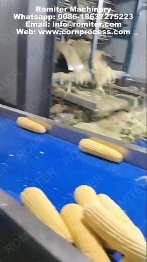 Automatic Steam Cooking Frozen Sweet Corn Cob Production Line