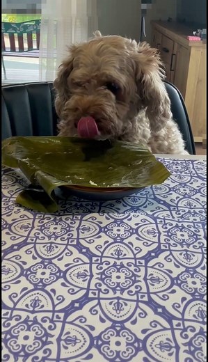 eating tamale for the first time