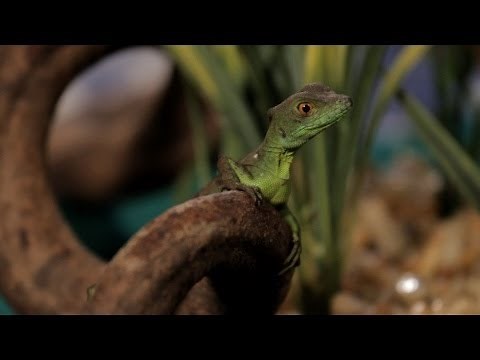 7 Care Tips for Basilisks | Pet Reptiles
