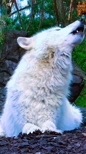 🐺🎶 Feel the Power: Epic White Wolf Howl!